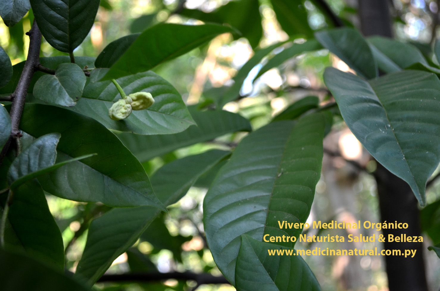VIVERO MEDICINAL ORGÁNICO – CENTRO NATURISTA