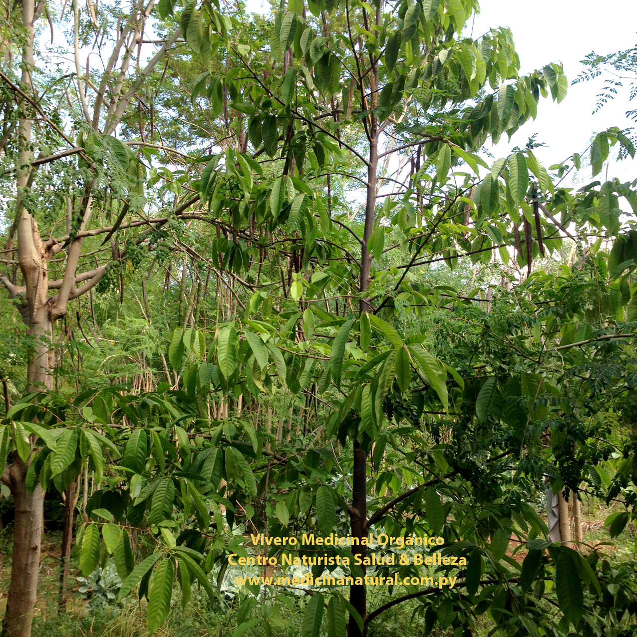 VIVERO MEDICINAL ORGÁNICO – CENTRO NATURISTA